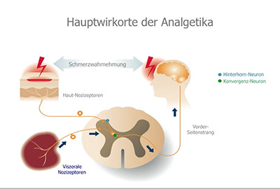 Neuropathische Schmerzen: Hauptwirkorte - arztCME